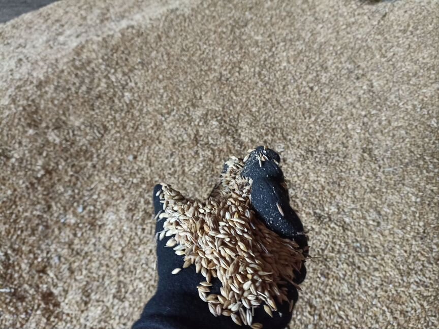 Пшеница, Ячмень, Фураж, Полба