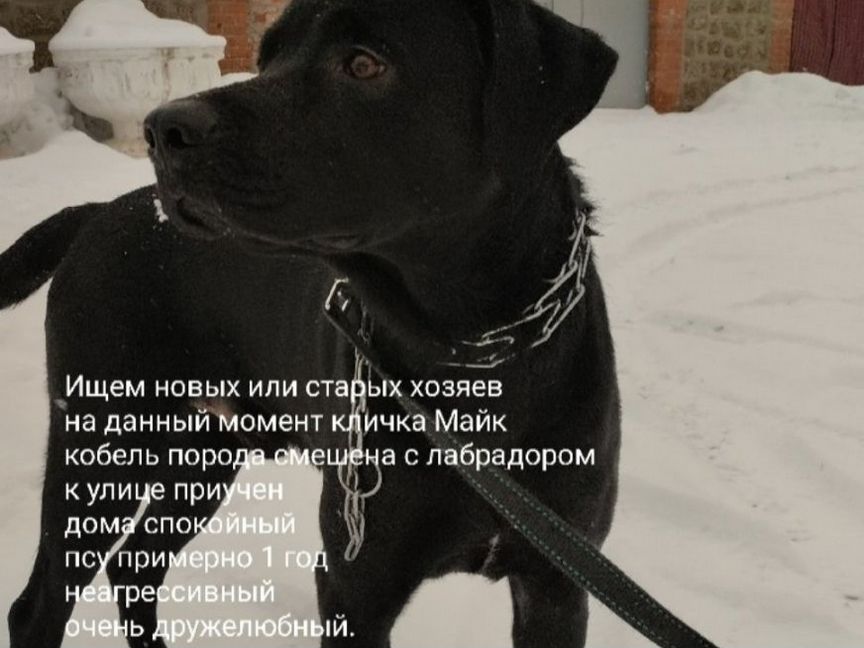 Помесь лабрадора