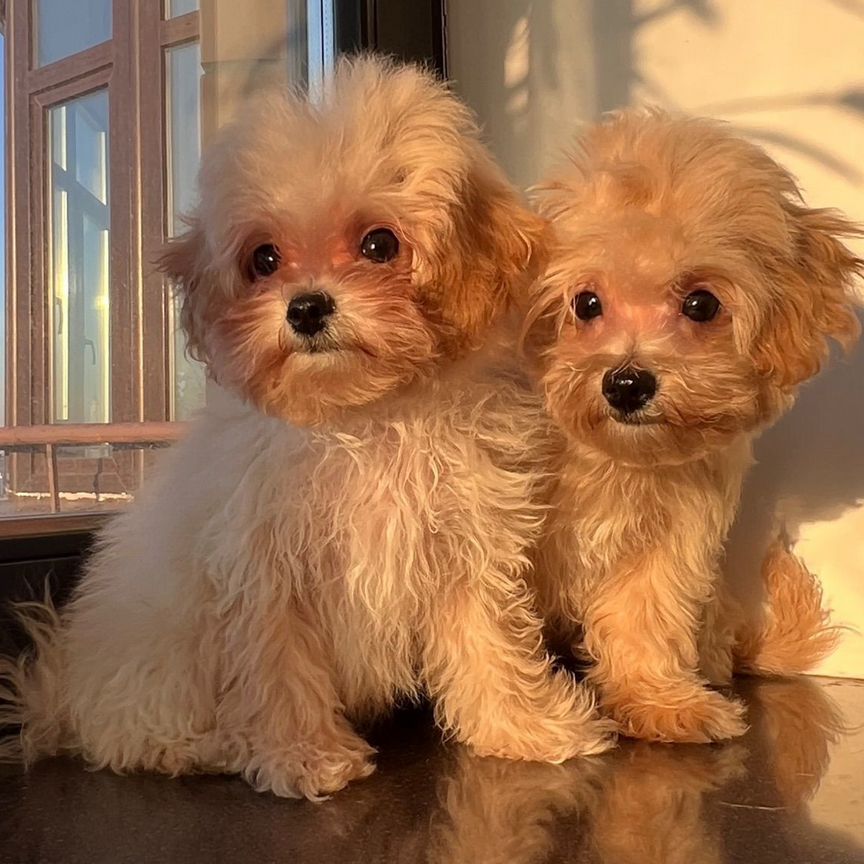 Мальтипу мальчик 4,5 мес