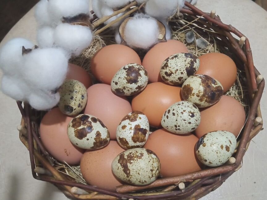 Домашние куриные яйца
