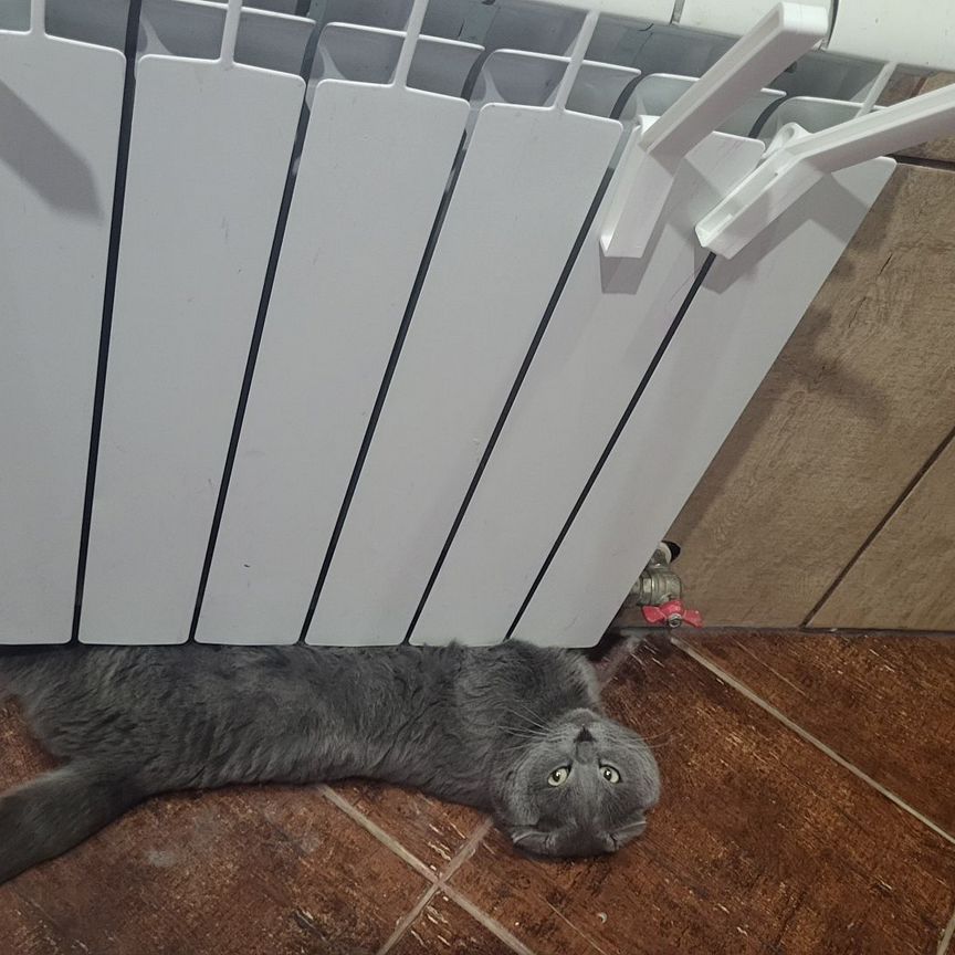 Шотландский вислоухий короткошёрстный, взрослый кот