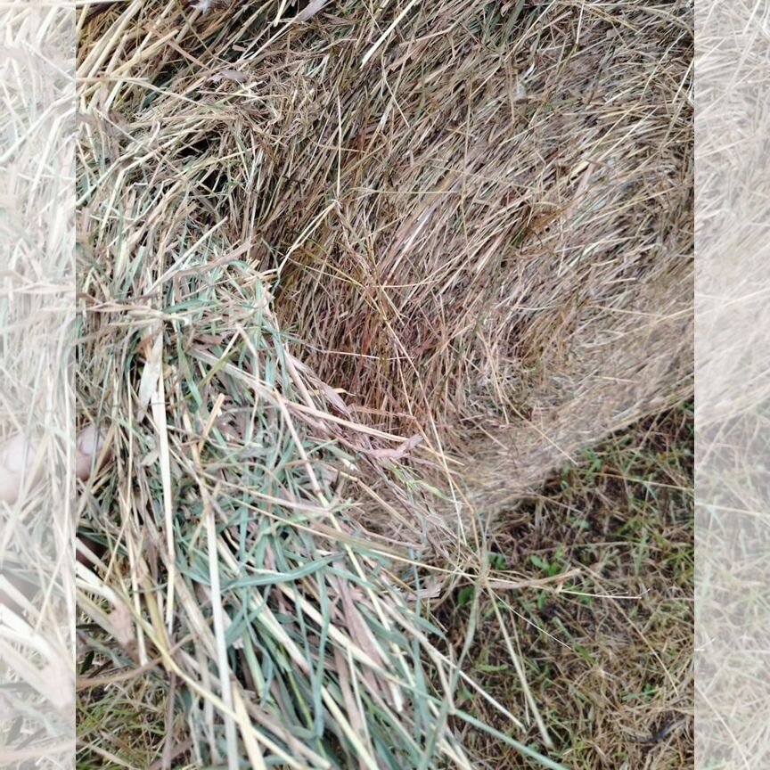 Продам сено в рулонах