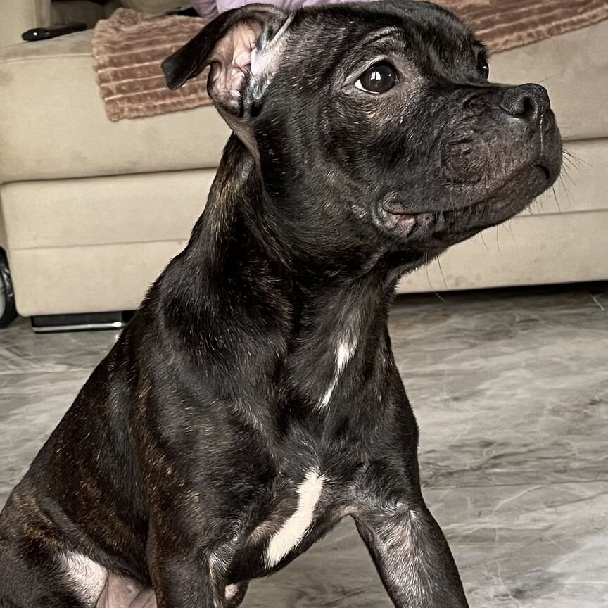 Стаффордширский бультерьер, взрослая собака