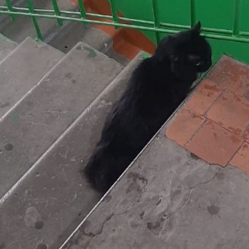 Взрослый кот в добрые руки