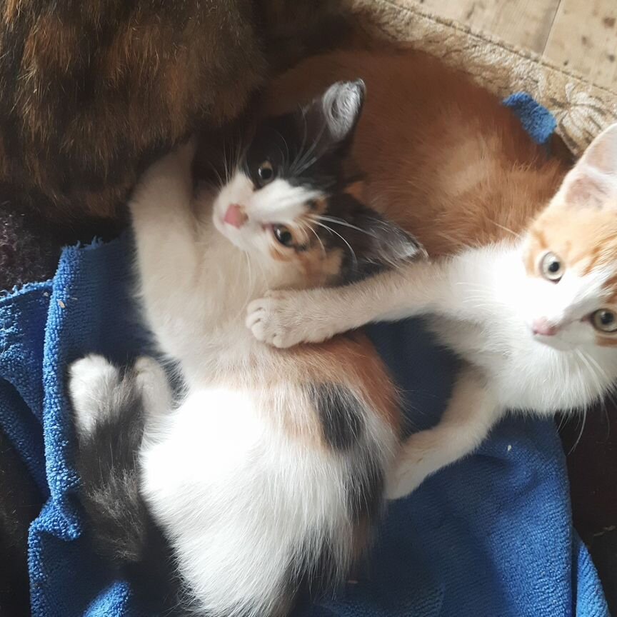 Котята 2,5 м,Карамелька и Компот ищут дом