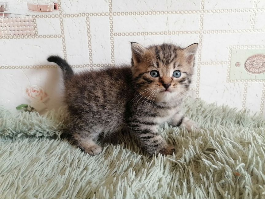 Отдаём милых котят