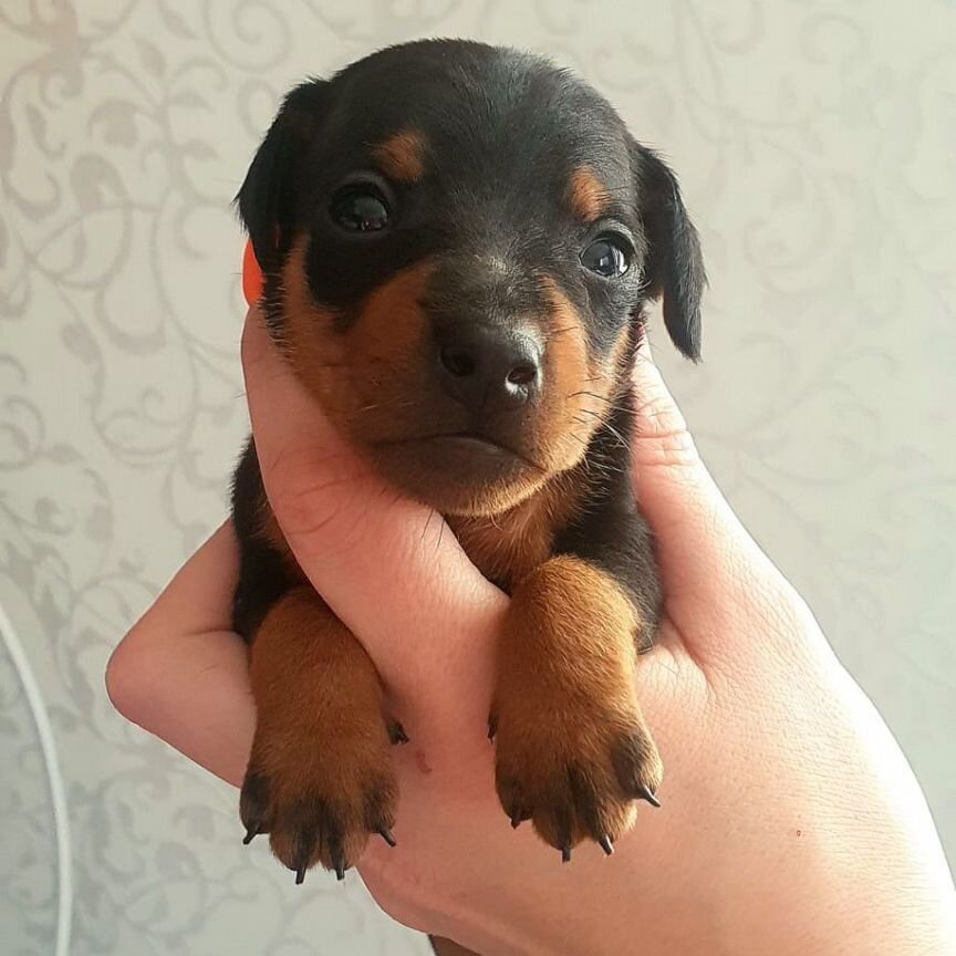 Малыш цвергпинчера