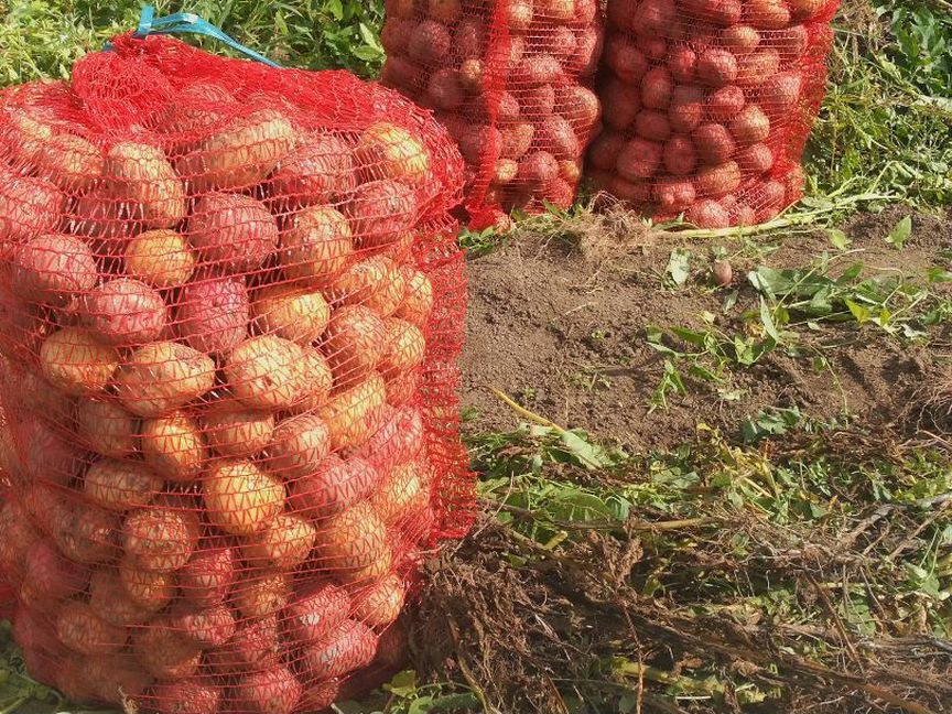 Картофель для животных