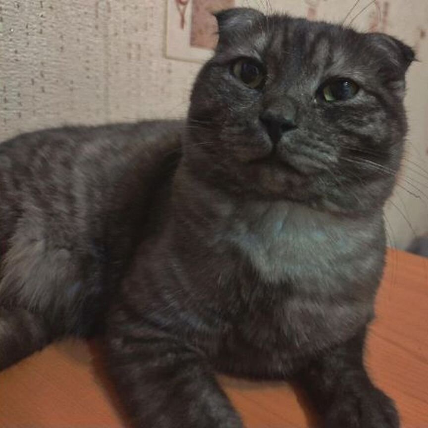 Шотландский вислоухий короткошёрстный кот, взрослый