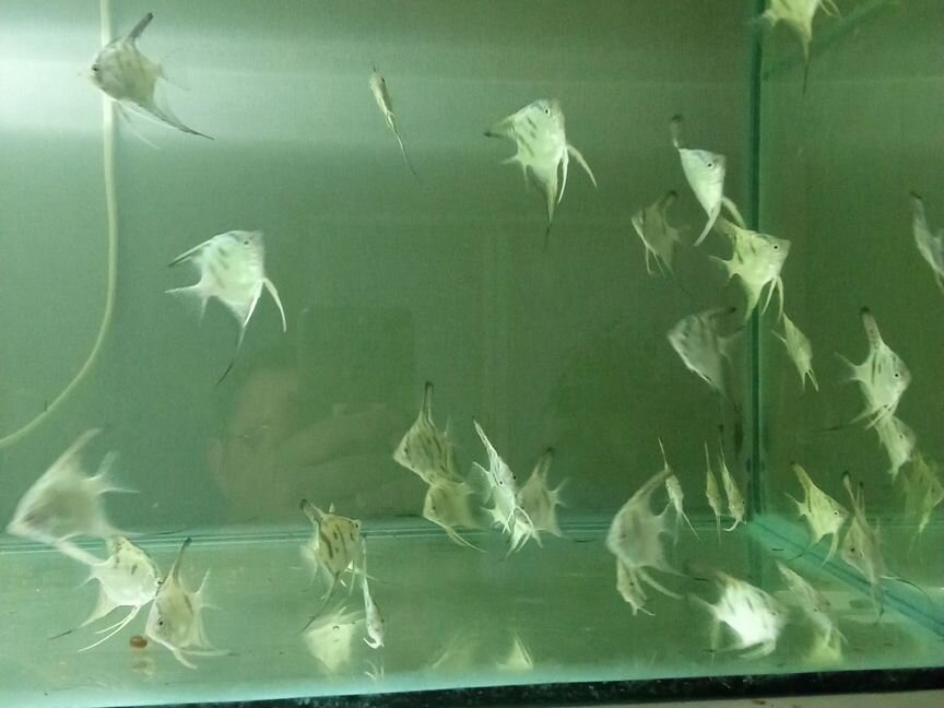 Аквариумные рыбки