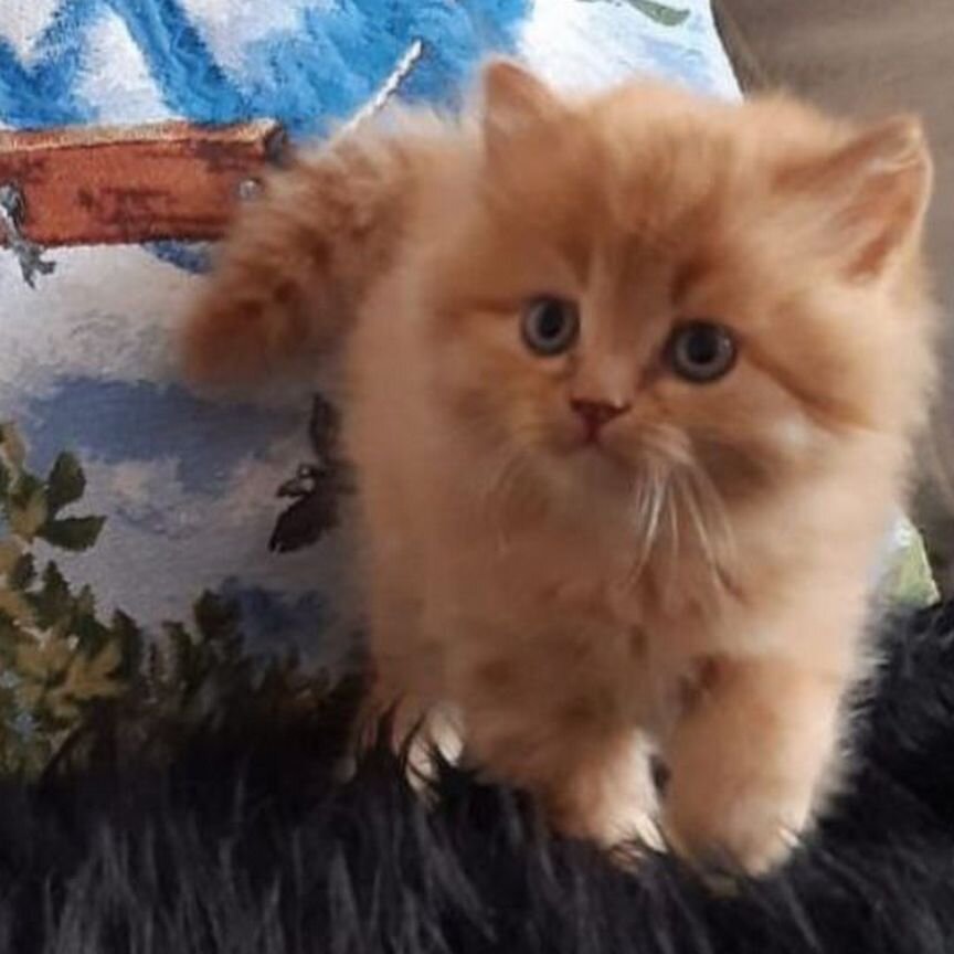 Сибирский котёнок