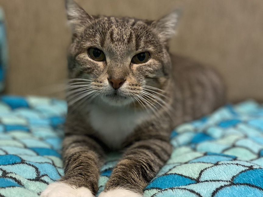 Полосатая кошка Сима с тяжелой судьбой