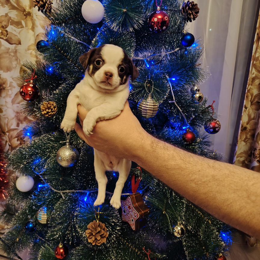 Чихуахуа, щенок