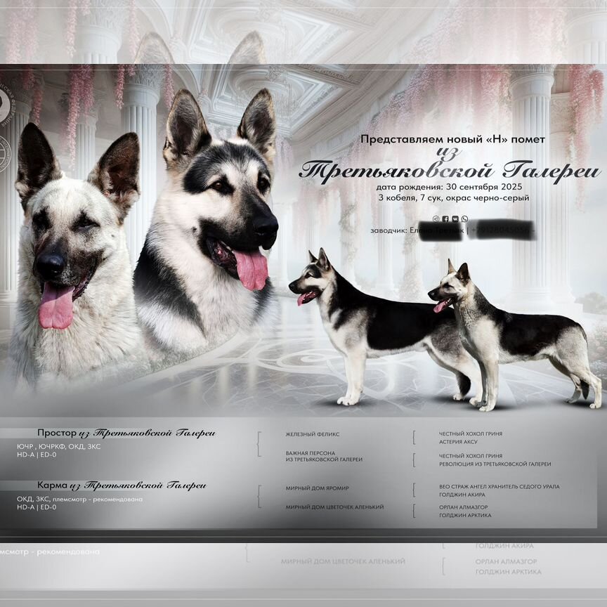 Восточноевропейская овчарка, щенок