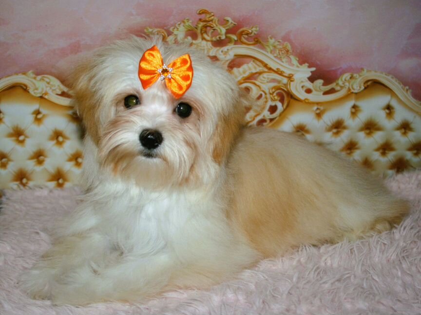 Солнечная девочка Майорка