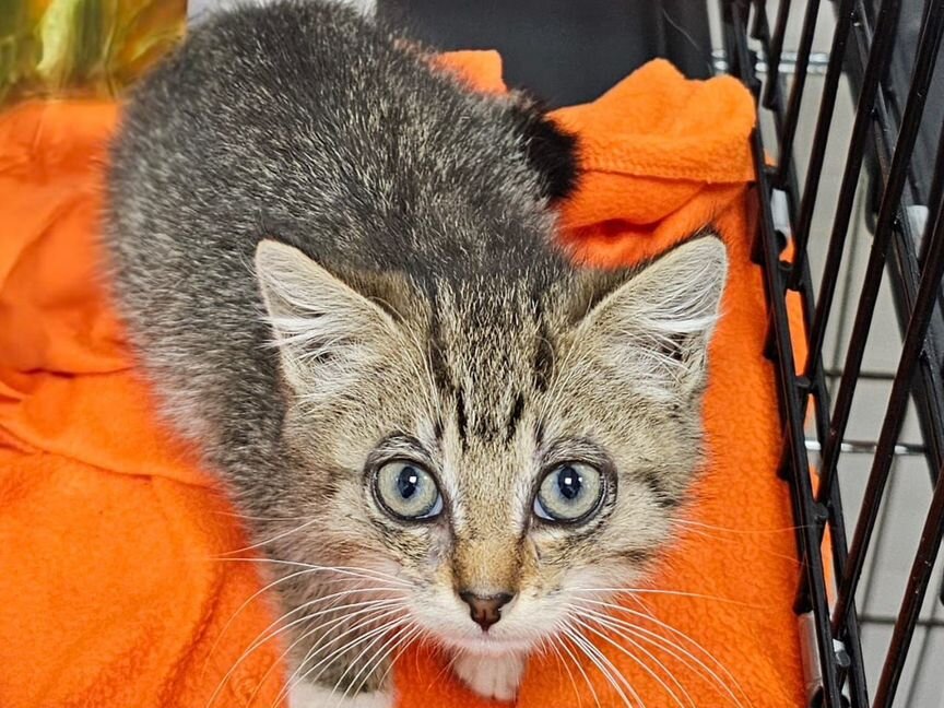 Котенок 1-2 мес, девочка