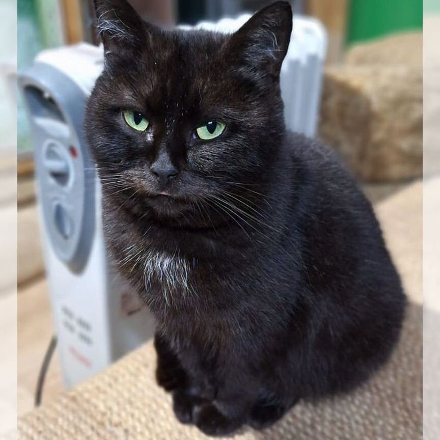Кошка ищет дом