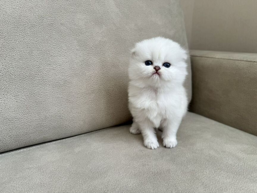 Шотландская принцесса