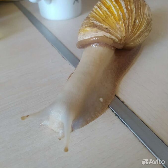 Улитки ахатины бесплатно