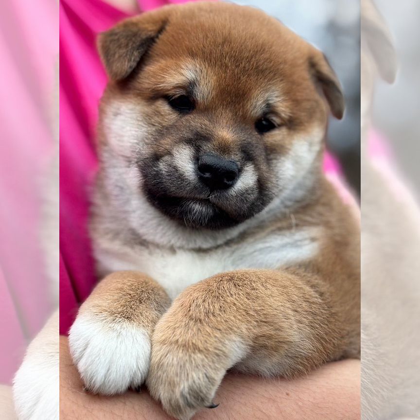 Сиба-ину, щенок