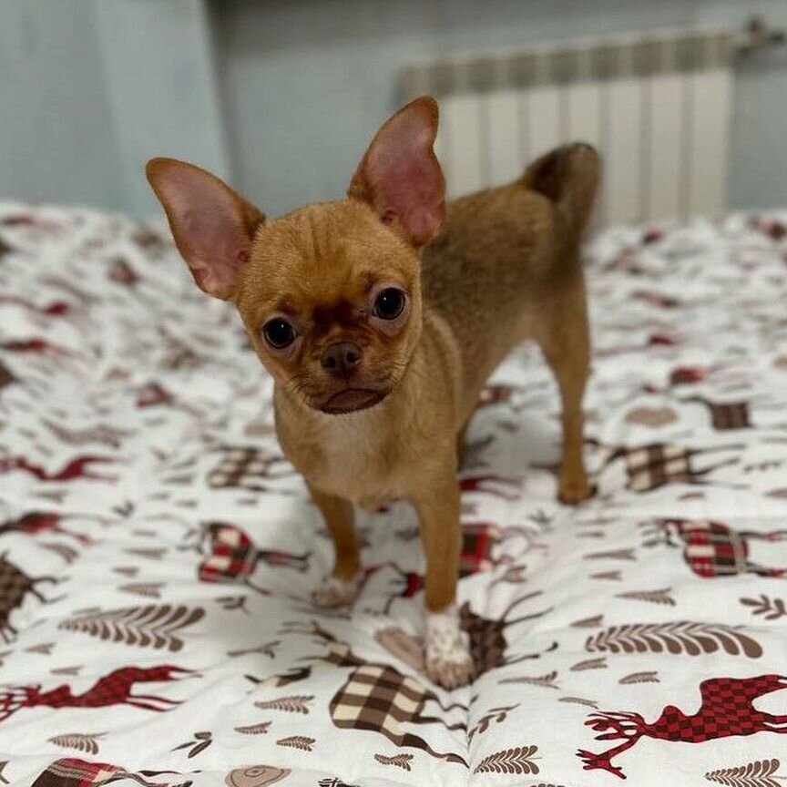 Щенок чихуахуа девочка