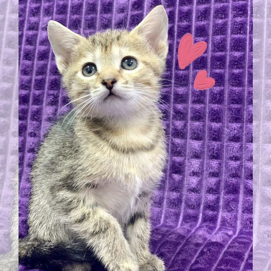 Котёнок в добрые руки