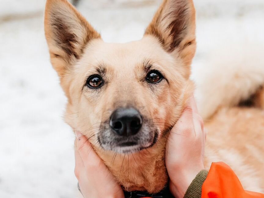 Небольшая собака из приюта в добрые руки