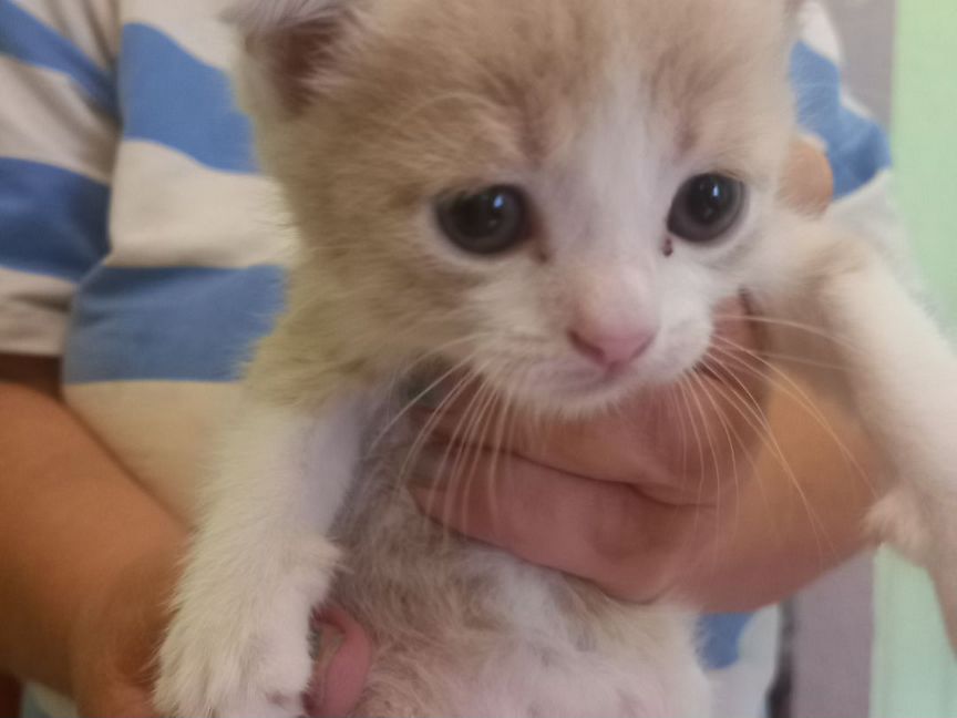 Котята