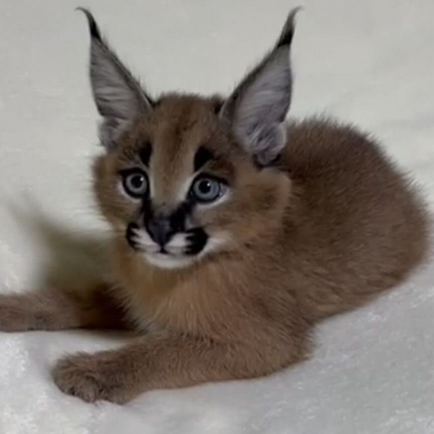 Каракет котёнок