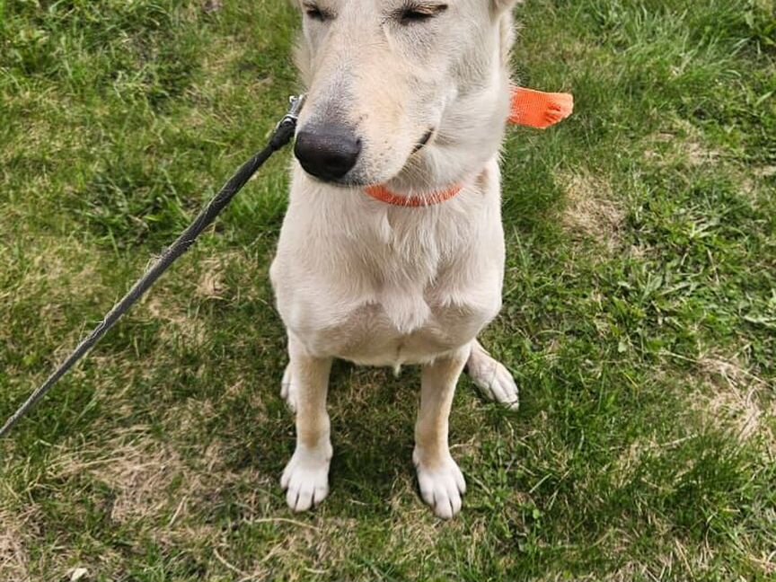 Собака в добрые руки