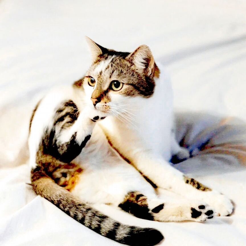 Кот Братик ищет дом