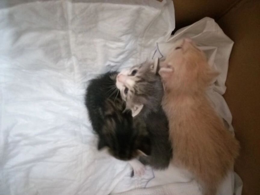 Котята в добрые руки