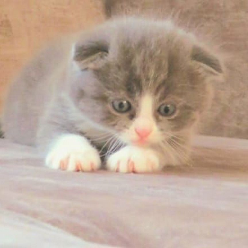 Вислоухие котята