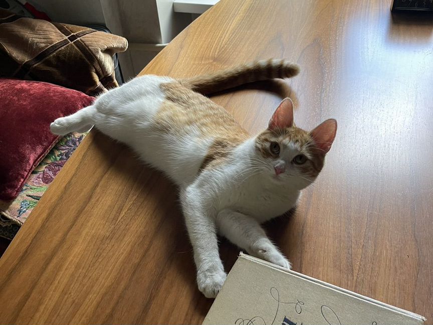 Кошка
