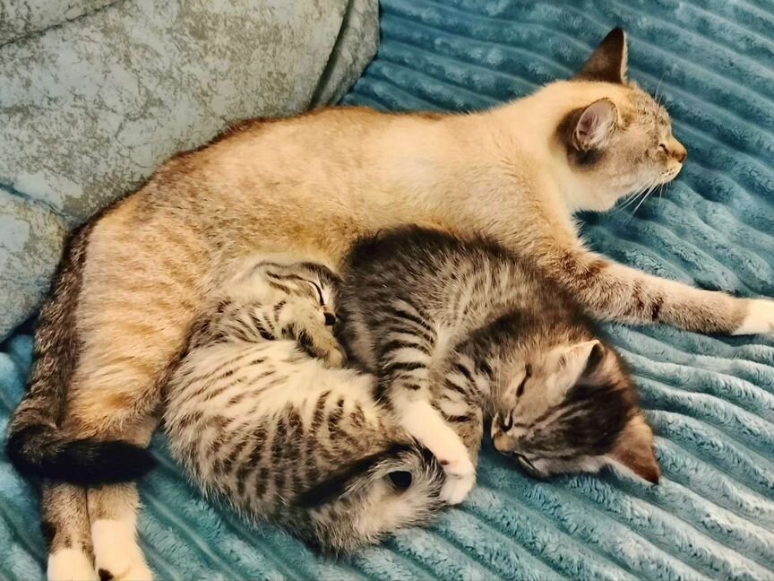 Котята
