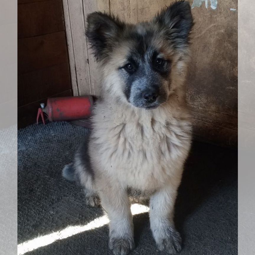 Щенок в добрые руки