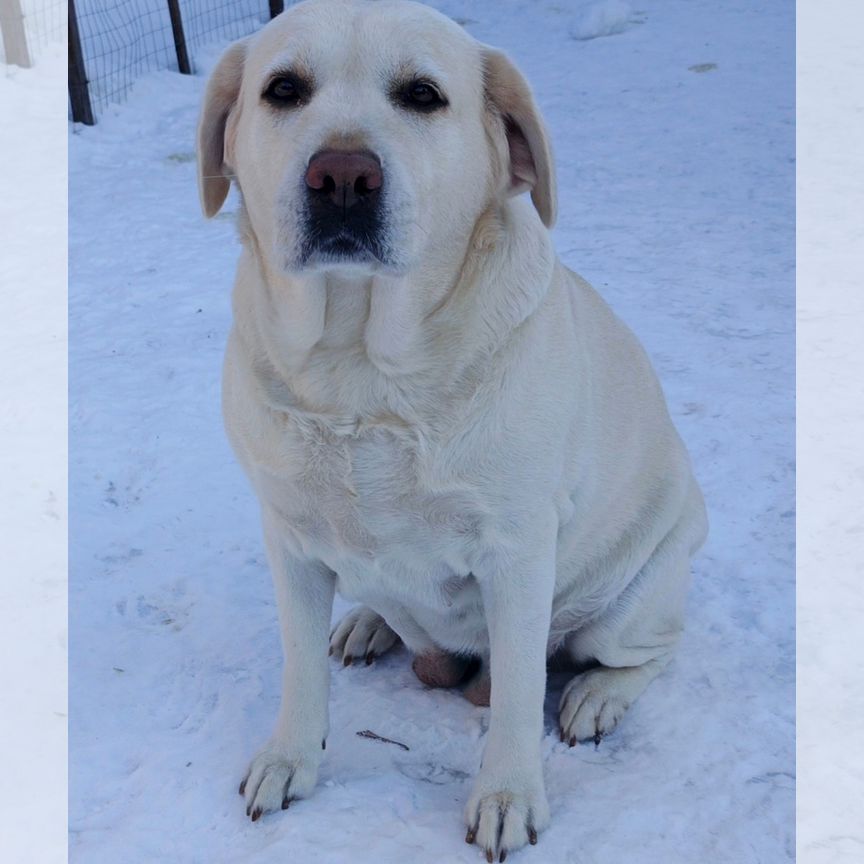 Лабрадор-ретривер, взрослая собака