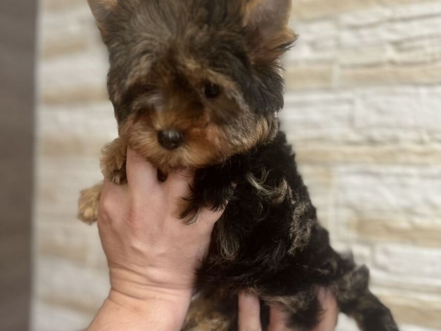 Цветные йорки