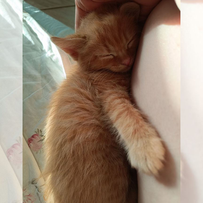 Котёнок в добрые руки