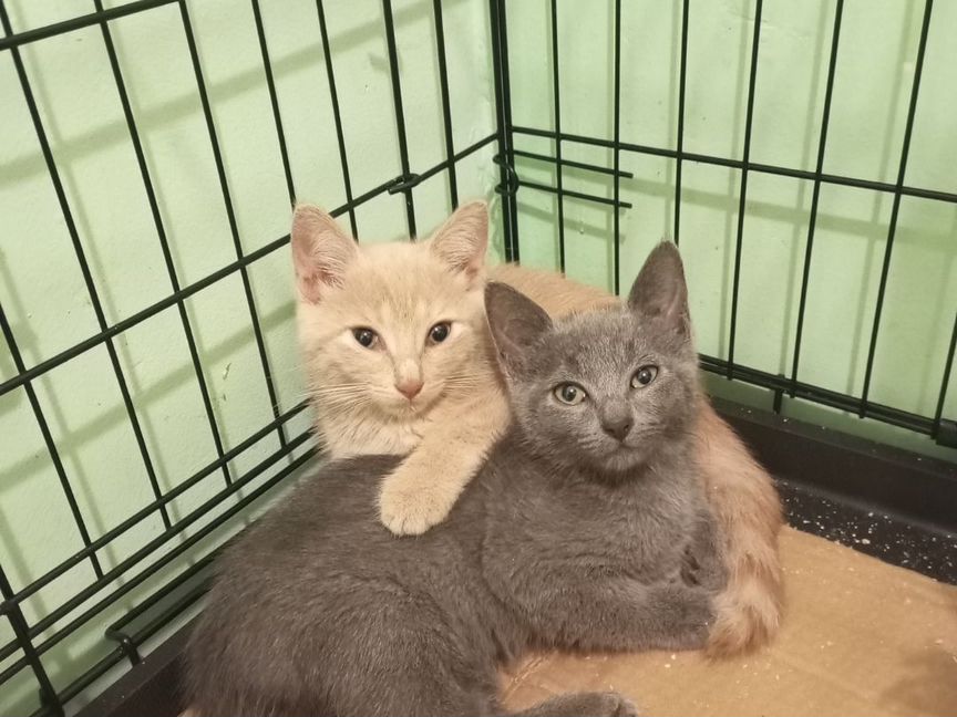 Котята в добрые руки