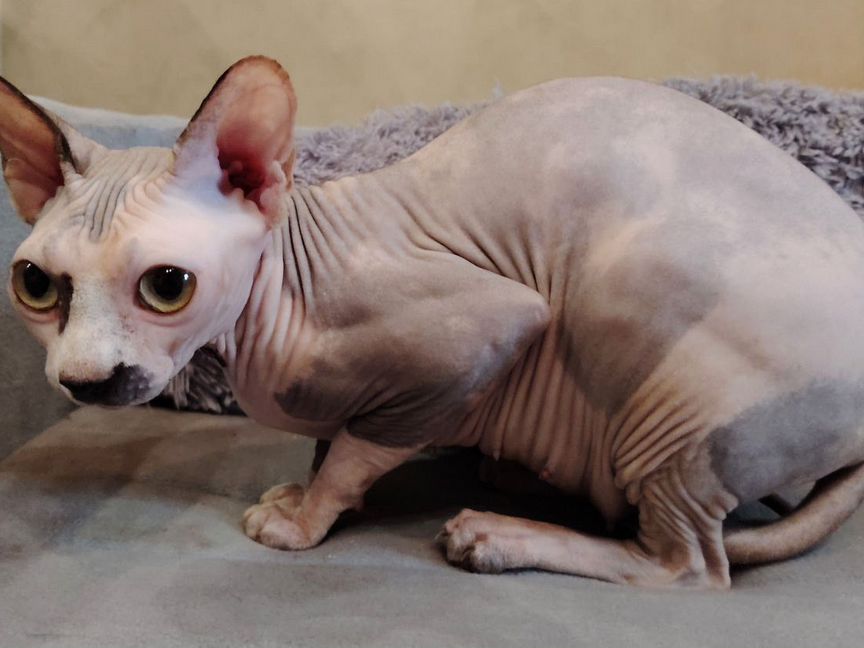 Канадский сфинкс