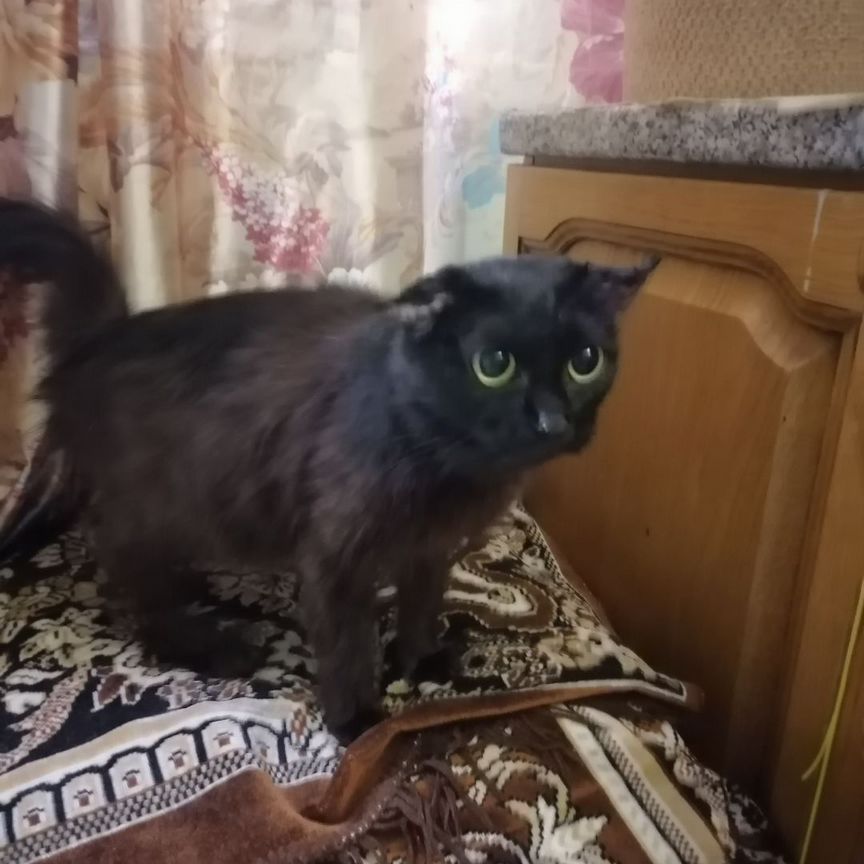 Дайте дом