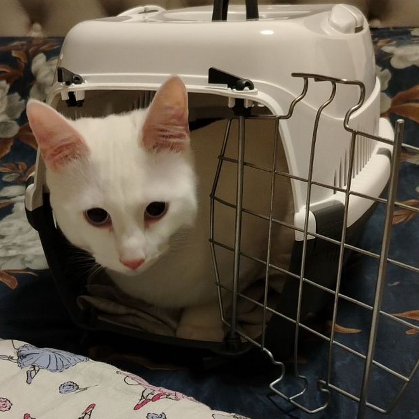 Белый котенок