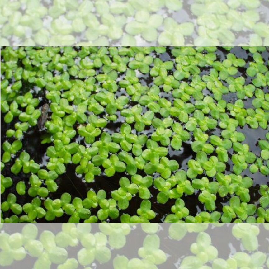 Ряска для аквариума