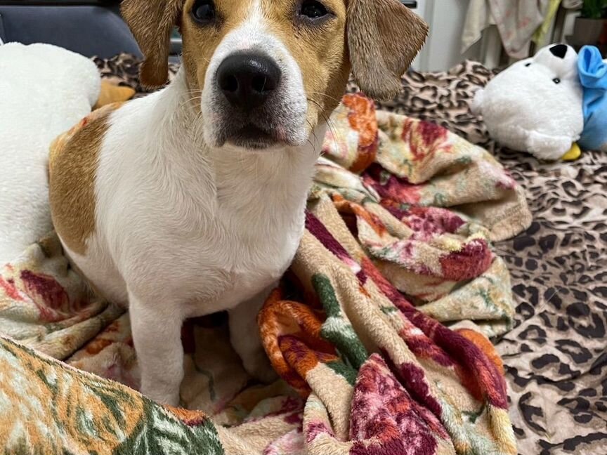 Бигль в добрые руки