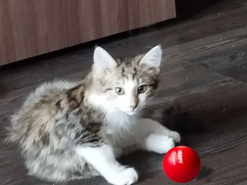 Котенок пушистый в добрые руки