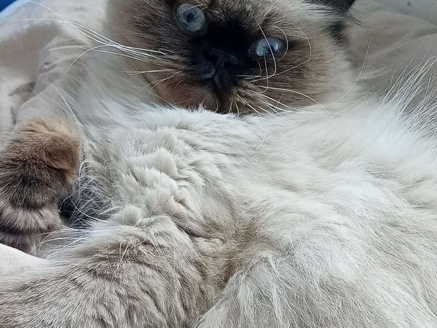 Персидская кошка, вязка