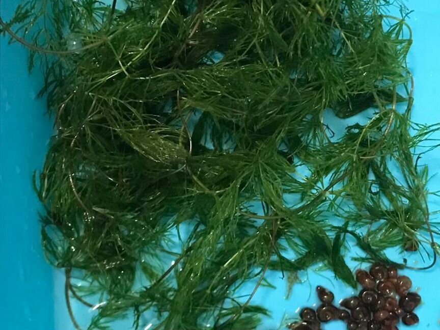 Роголистник прополка. улитки