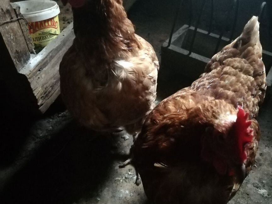 Куры несушки продам