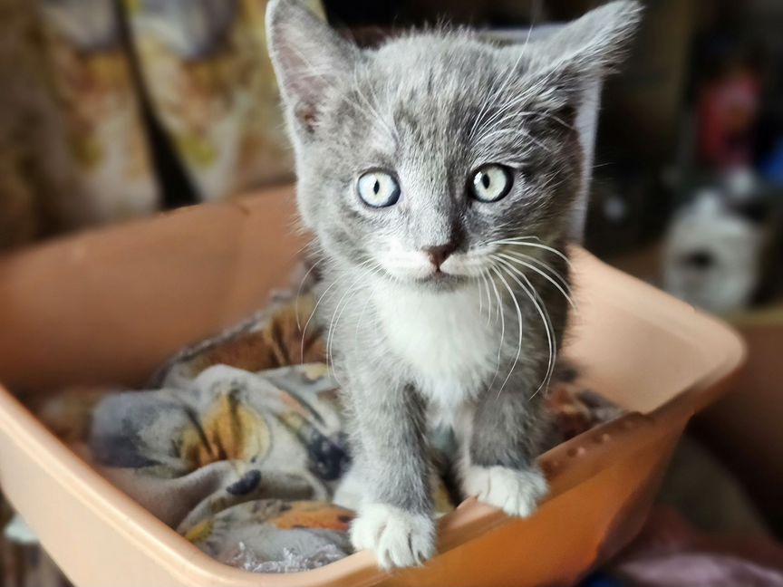 Котёнок Майкл ждёт своего человека